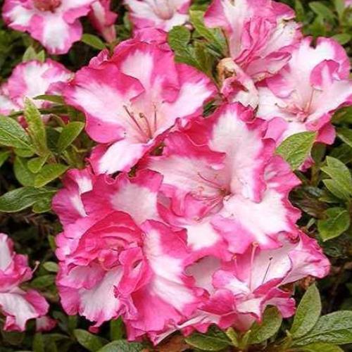 Azalea Gretel – Dinkie Plants