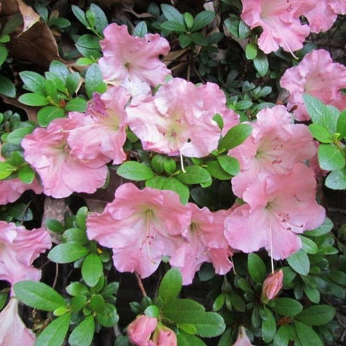 Azalea Gumpo Pink – Dinkie Plants