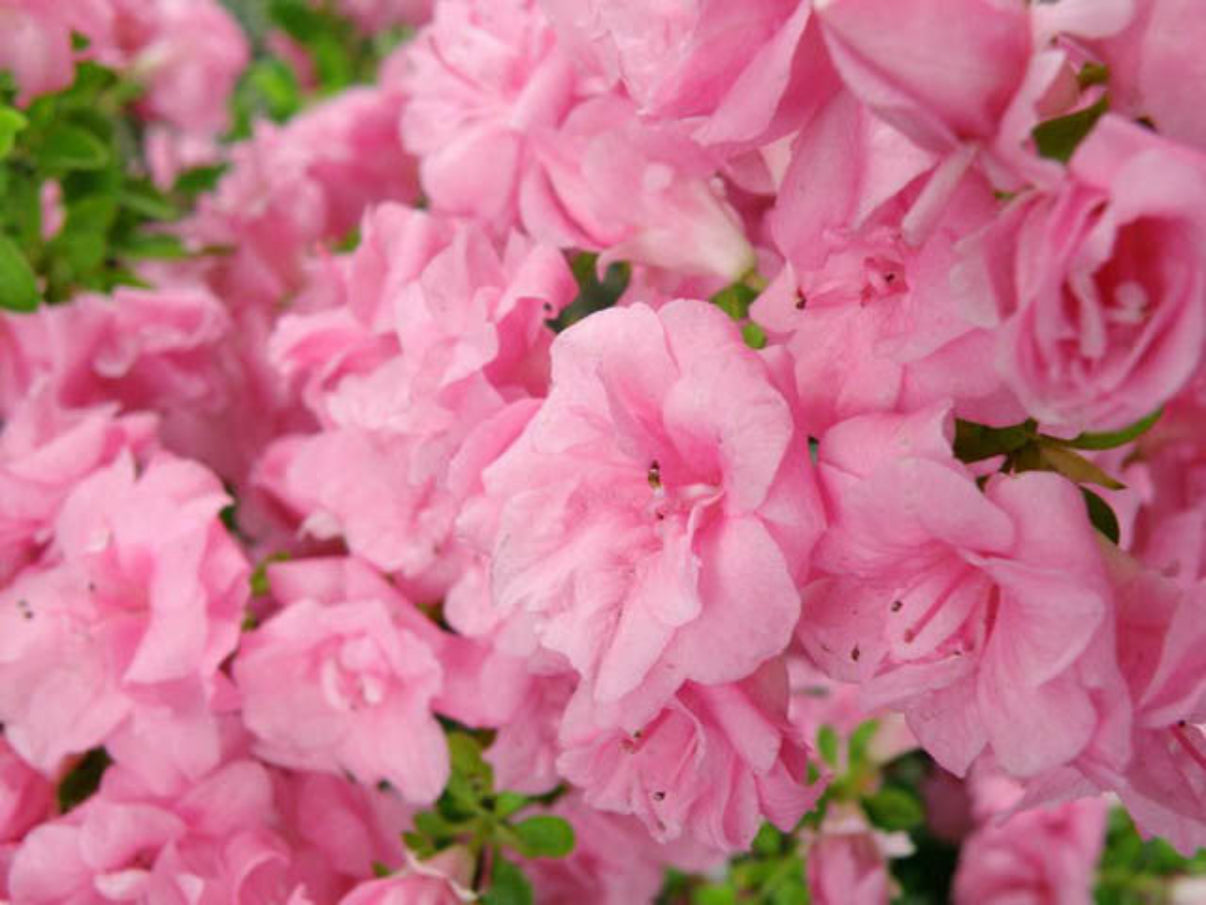 Azalea Rosebud – Dinkie Plants